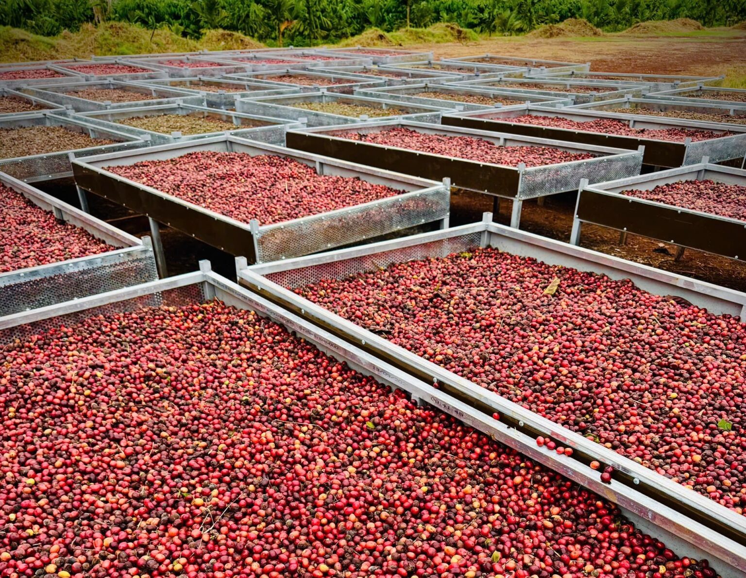 BM Farm và BM Group: Hành trình xây dựng mô hình nông nghiệp bền vững ...